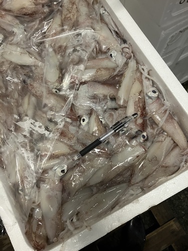 ケンサキイカバラ7.6〜8.9k 約8kg(底曳)【業務用の鮮魚仕入れならウーオ】