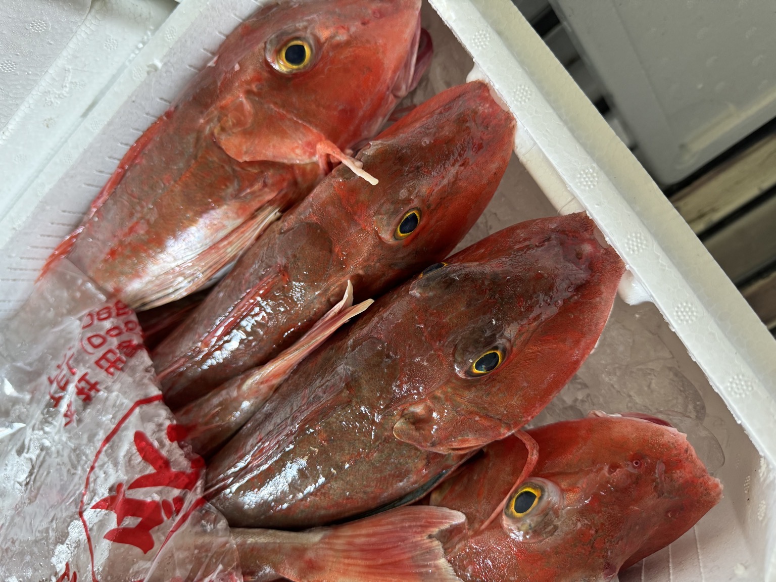 ホウボウ10入約5.8kg(底曳)【業務用の鮮魚仕入れならウーオ】