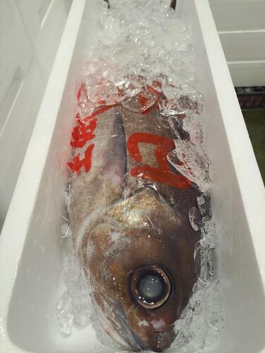 メダイ4尾7.5k前後4入約7.5kg(釣)【業務用の鮮魚仕入れならウーオ】